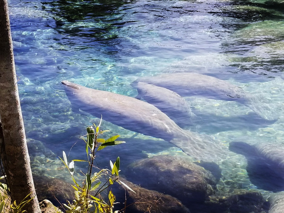 Manatee Season in Florida, What You Need to Know… – The Savory Suitcase