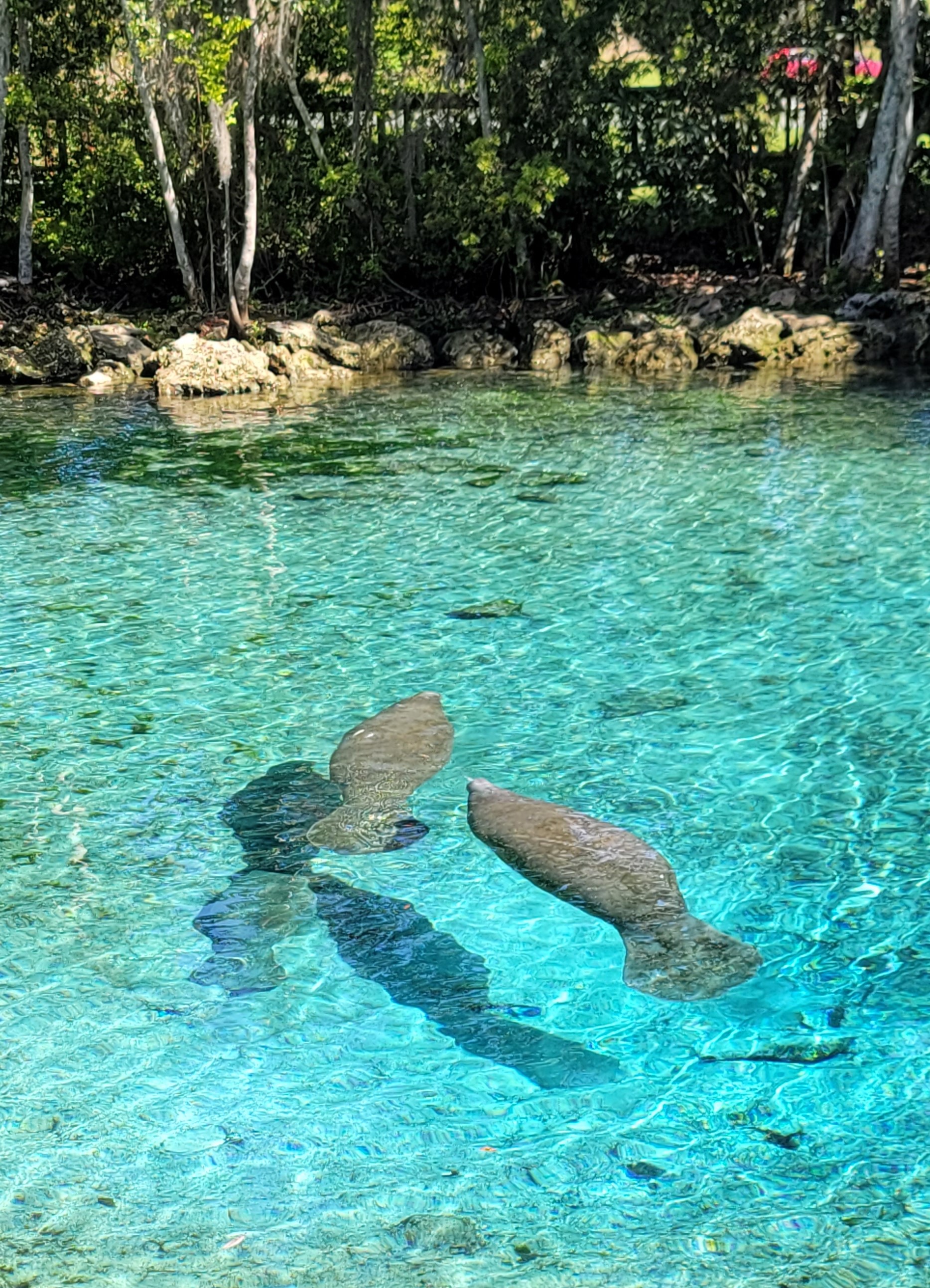 homosassa-weekend-getaway-manatee-tours – The Savory Suitcase